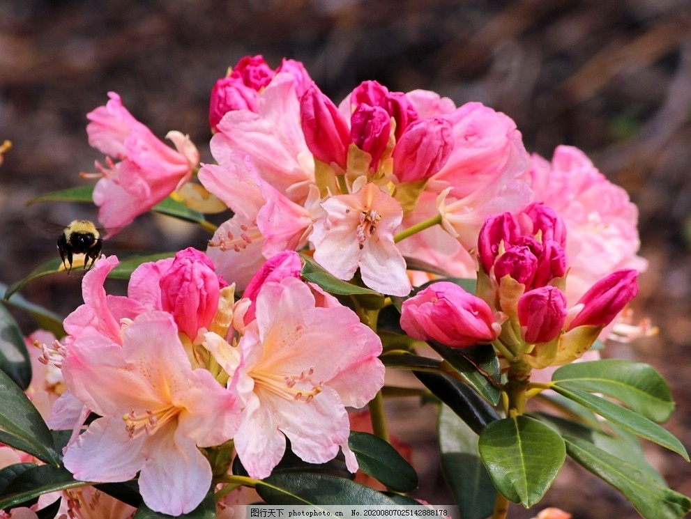 映山红图片_花草树木_自然风景-图行天下素材网